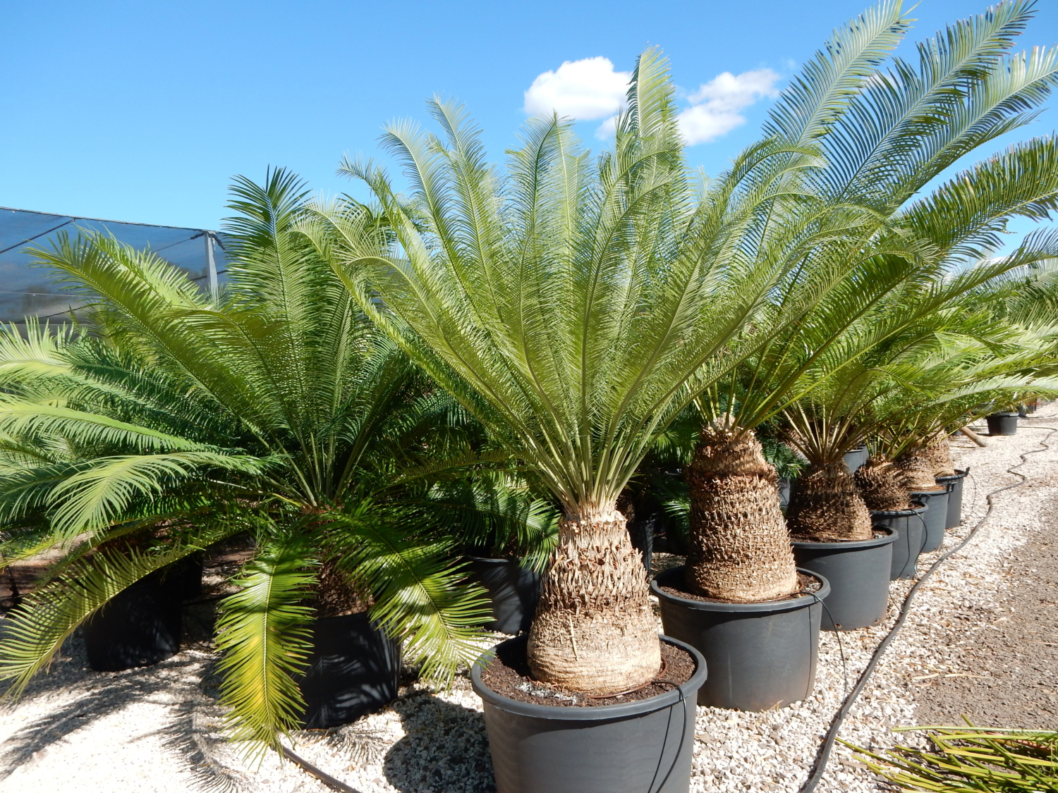 Cycas sp - Cycad International