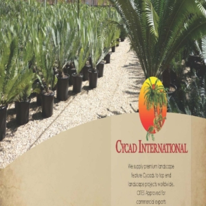 Cycad International